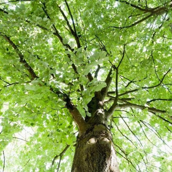 9 Captivating Trees With Heart-Shaped Leaves