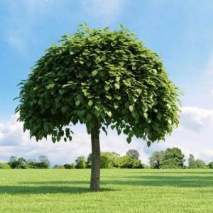 9 Captivating Trees With Heart-Shaped Leaves