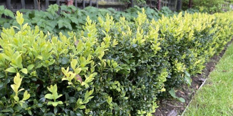 5 Best Boxwood Fertilizers | How & When To Apply