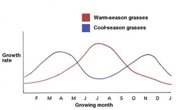 How Long Does It Take Grass Seed To Grow: Seed To 2" Tall