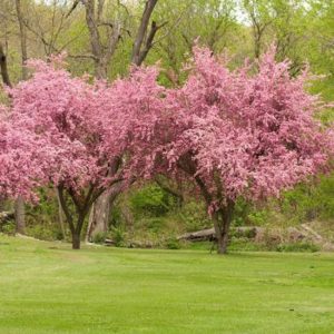15 Trees With Pink Flowers And Fragrant Blossoms