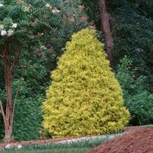 12 Small Dwarf Weeping Trees And Shrubs