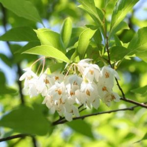 15 Trees With White Flowers And Fragrant Blossoms
