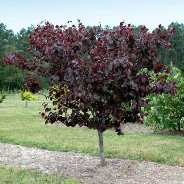 15 Trees With Purple Flowers Or Leaves | Purple Trees