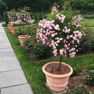 15 Trees With Pink Flowers And Fragrant Blossoms