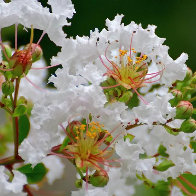 15 Trees With White Flowers And Fragrant Blossoms