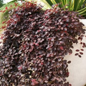 12 Small Dwarf Weeping Trees And Shrubs