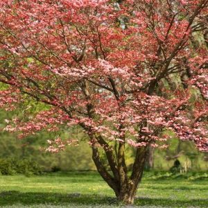 12 Stunning Pink Dogwood Trees | Growing And Care Guide