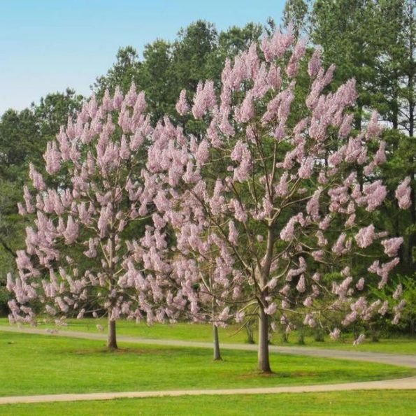 15 Trees With Purple Flowers Or Leaves | Purple Trees