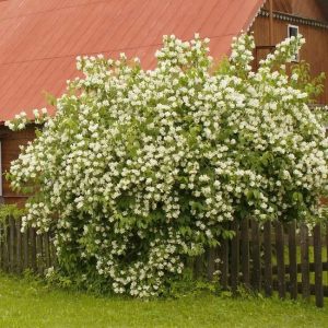 12 Small Dwarf Weeping Trees And Shrubs