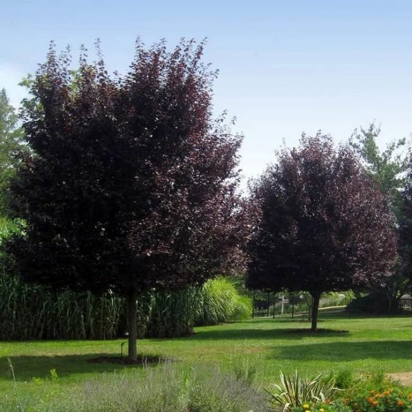 15 Trees With Purple Flowers Or Leaves | Purple Trees