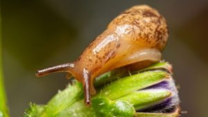 Slug Eggs In Soil: How To Identify & What To Do With Them