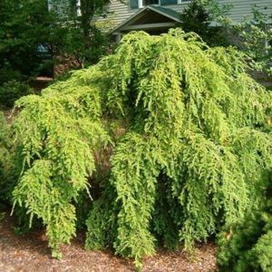 12 Small Dwarf Weeping Trees And Shrubs