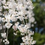 12 Small Dwarf Weeping Trees And Shrubs