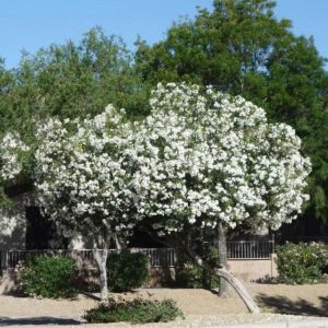 15 Trees With White Flowers And Fragrant Blossoms