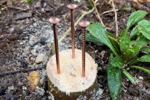 Using Copper Nails To Kill Trees | Does It Really Work?