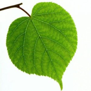 9 Captivating Trees With Heart-Shaped Leaves