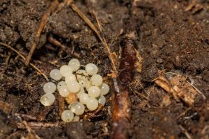 Identifying Yellow Insect Eggs In Soil SOLVED