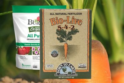 6 Best Fertilizers For Carrots | How And When To Use