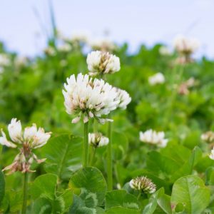 7 Weeds In Grass With Little White Flowers