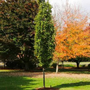22 Skinny Columnar Trees For Landscaping | Narrow, And Tall