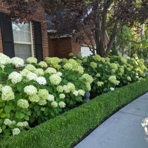 20 Boxwood Companion Plant Ideas For Beauty & Functionality