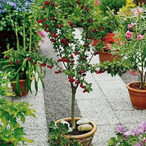 15 Delicious Dwarf Fruit Trees For Patio, Pots And Containers