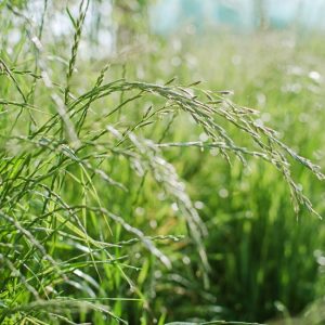 10 Common Weeds That Look Like Wheat | With Pictures