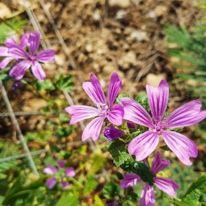 15 Invasive Weeds With Purple Flowers | With Pictures