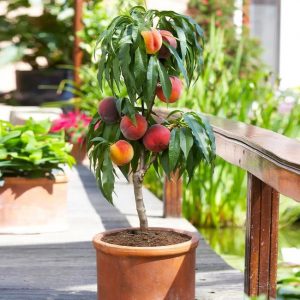 15 Delicious Dwarf Fruit Trees For Patio, Pots And Containers