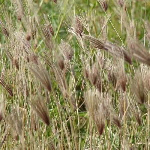 10 Common Weeds That Look Like Wheat | With Pictures