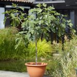 15 Delicious Dwarf Fruit Trees For Patio, Pots And Containers