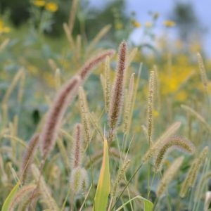 10 Common Weeds That Look Like Wheat | With Pictures