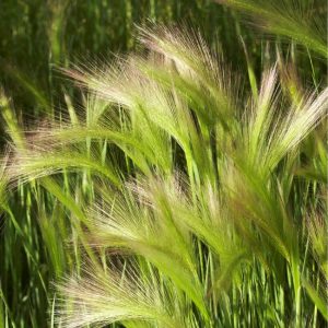 10 Common Weeds That Look Like Wheat | With Pictures