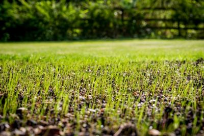 How Long After Planting Grass Seed Can You Walk On It