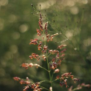 10 Common Weeds That Look Like Wheat | With Pictures