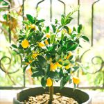 15 Delicious Dwarf Fruit Trees For Patio, Pots And Containers
