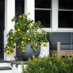 15 Delicious Dwarf Fruit Trees For Patio, Pots And Containers