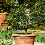 15 Delicious Dwarf Fruit Trees For Patio, Pots And Containers