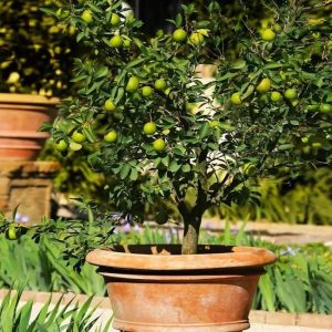 15 Delicious Dwarf Fruit Trees For Patio, Pots And Containers