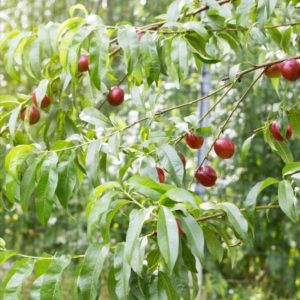 15 Delicious Dwarf Fruit Trees For Patio, Pots And Containers