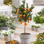 15 Delicious Dwarf Fruit Trees For Patio, Pots And Containers