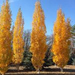 22 Skinny Columnar Trees For Landscaping | Narrow, And Tall