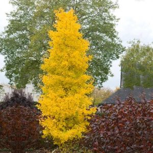 22 Skinny Columnar Trees For Landscaping | Narrow, And Tall