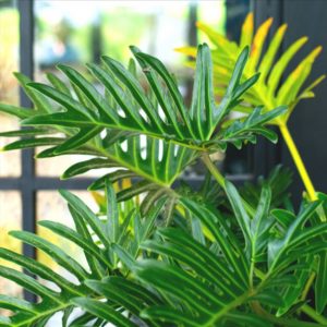 19 Stunning Types Of Philodendron | Rare Varieties