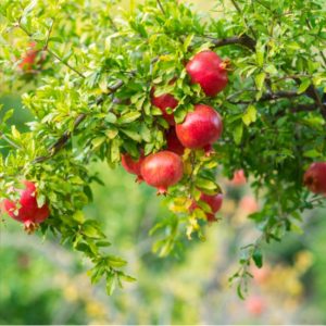 15 Delicious Dwarf Fruit Trees For Patio, Pots And Containers
