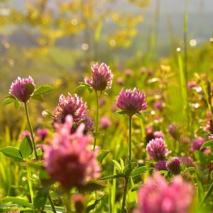 15 Invasive Weeds With Purple Flowers | With Pictures