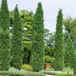 22 Skinny Columnar Trees For Landscaping | Narrow, And Tall