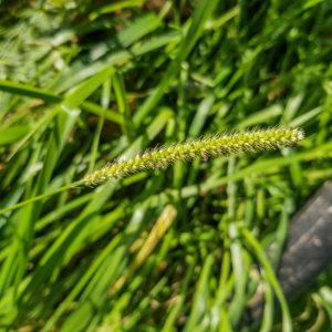 10 Common Weeds That Look Like Wheat | With Pictures