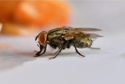 7 Methods: How To Get Rid Of Flies On Porch Or Patio